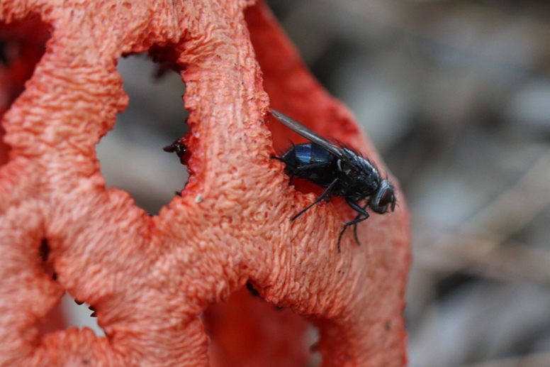 Flies Flies